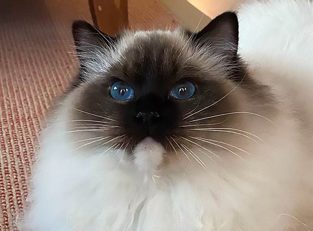 Chats Ragdoll caractère parents de l'élevage - De Medicis Cattery