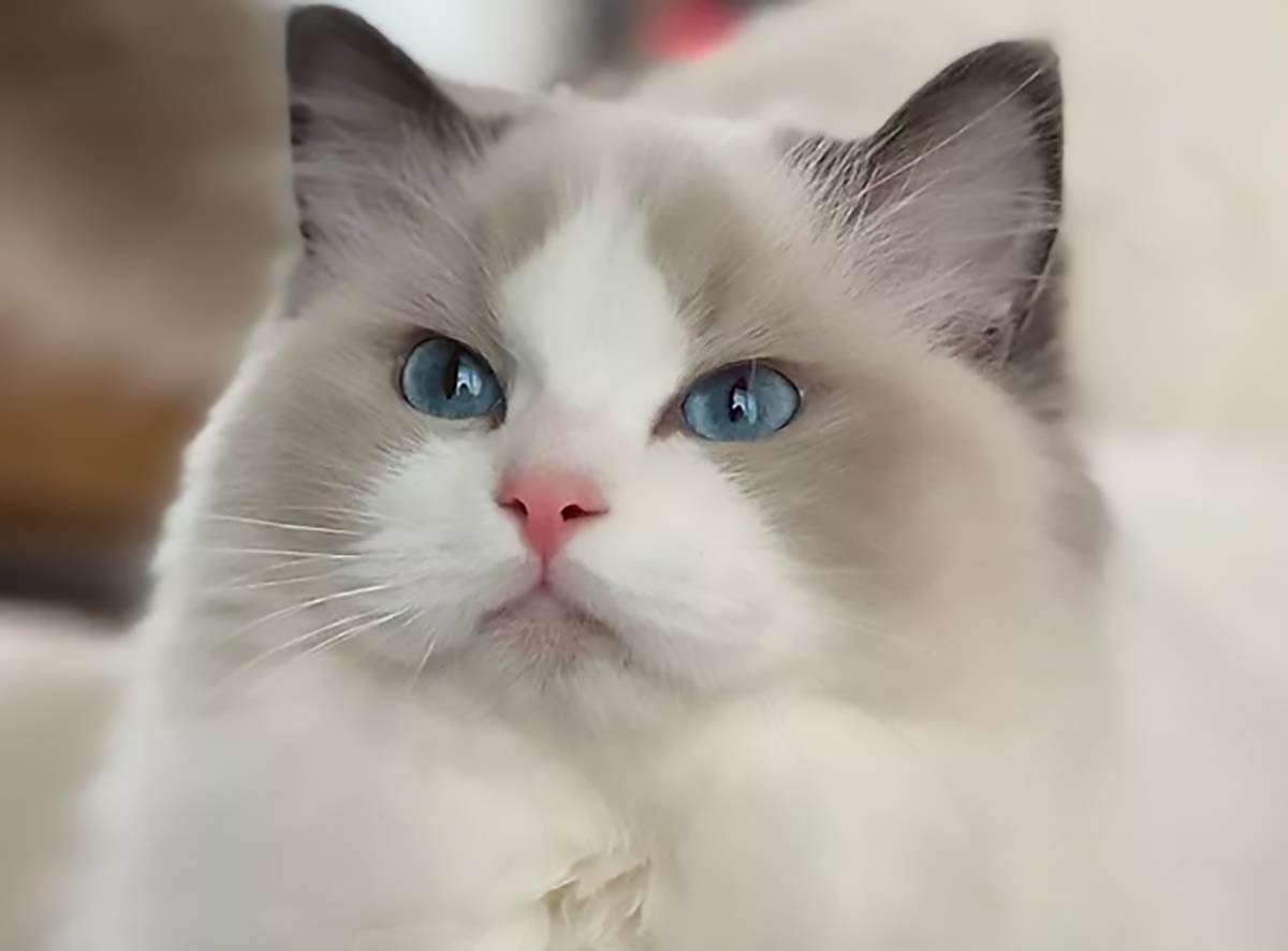 Chats Ragdoll de caractère parents de l'élevage - De Medicis Cattery