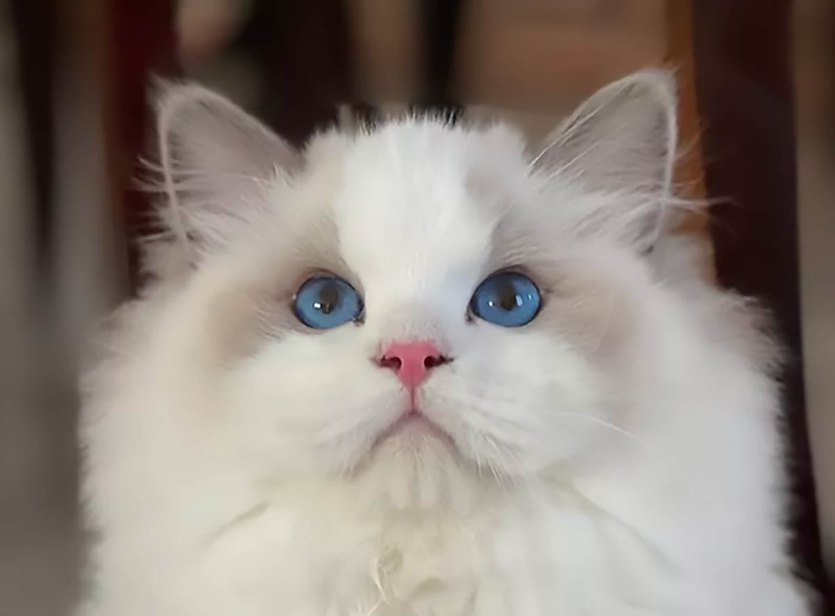 Chats Ragdoll caractère parents de l'élevage - De Medicis Cattery