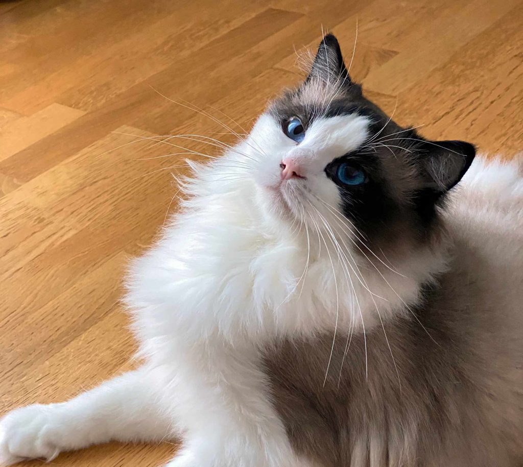 Chats Ragdoll caractère parents de l'élevage - De Medicis Cattery