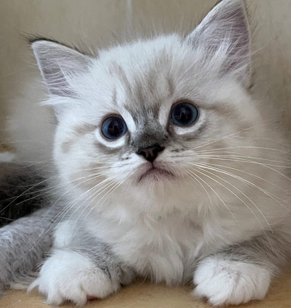 Nos chatons Ragdoll à vendre - De Medicis Cattery