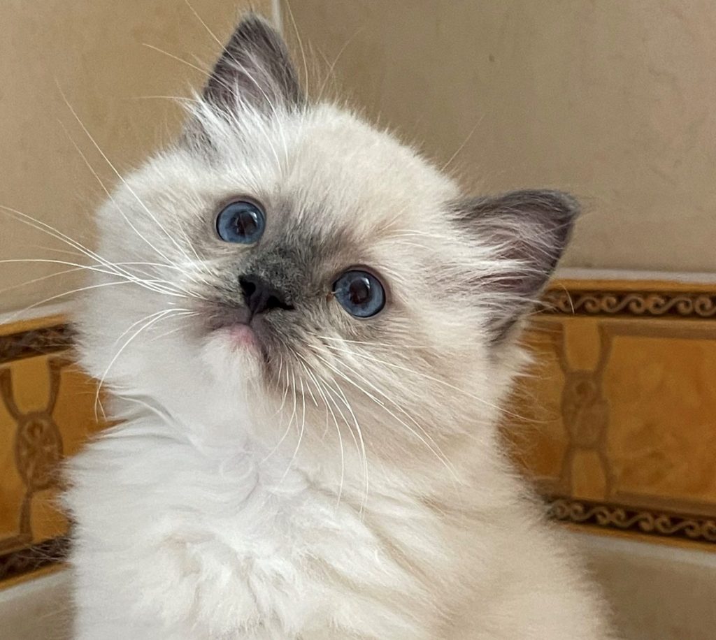 Nos chatons Ragdoll à vendre - De Medicis Cattery