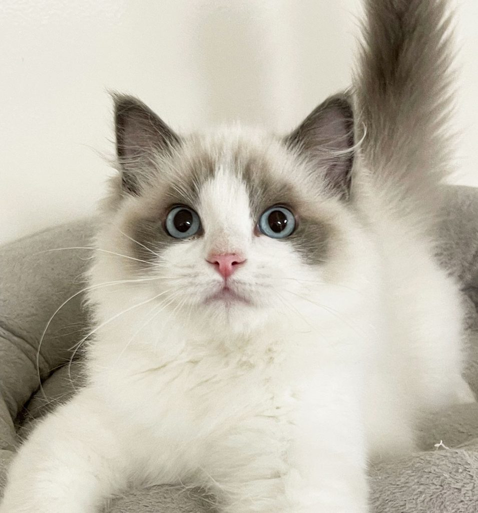 Nos chatons Ragdoll à vendre - De Medicis Cattery