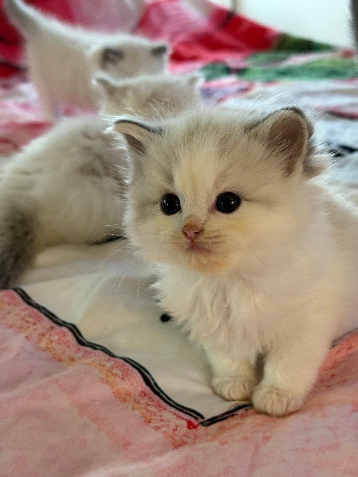 Chaton 4 - Chaton Ragdoll de l'élevage De Medicis Cattery